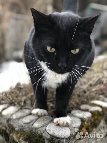 Кошка Клава ищет дом