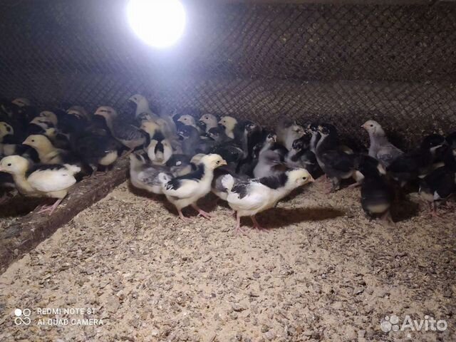 Куры,цисарки,бройлер цыплята,гусята,утята,индюшата