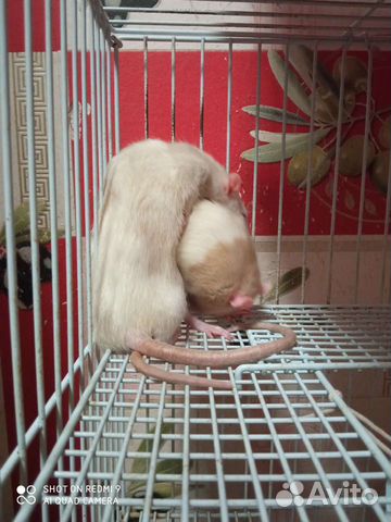 Крысиный дом