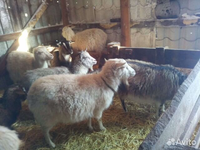 Коза заанонубийская