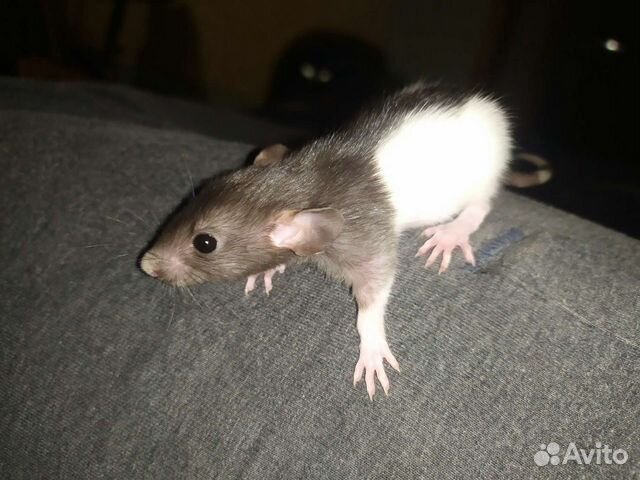 Крыса домашняя