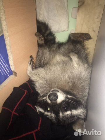 Продаю енот полоскун