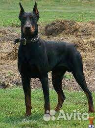 Добермана, шпиц, йорский терьер