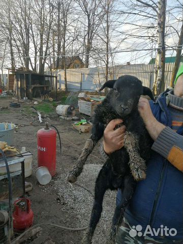 Овцы бараны ягнята