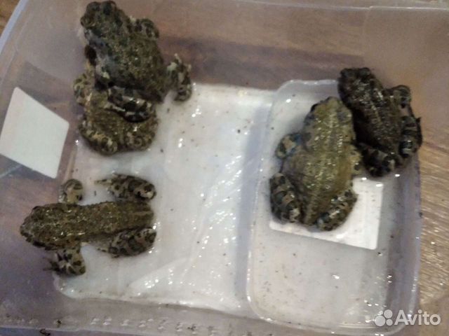 Зелёные жабы