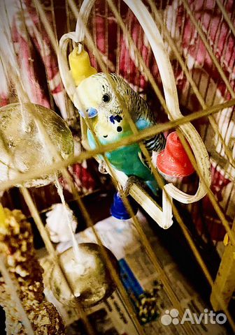 Волнистый попугай с клеткой