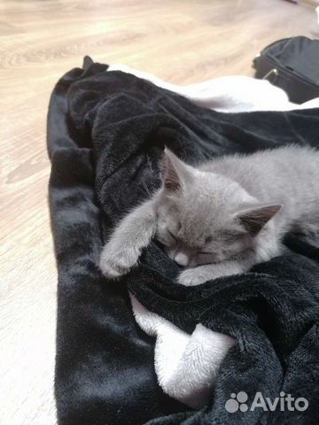 Котёнок бесплатно