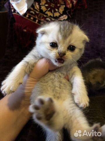 Шотландская