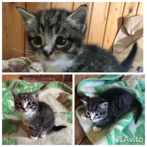 Шустрый полосатый котёнок мальчик в добрые руки