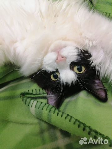 Кошка Пыша из приюта