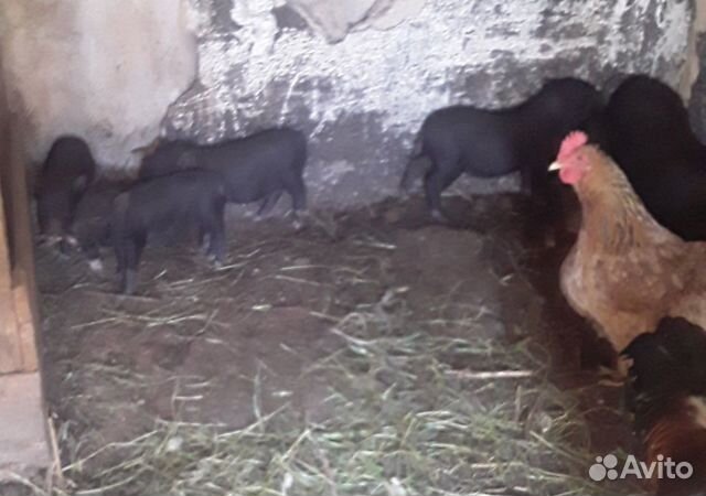 Вьетнамск вислобрюхий поросенок