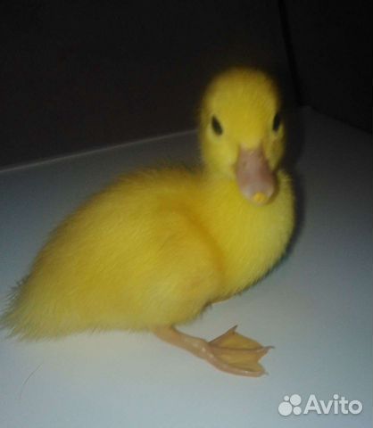 Индоутята(мускусные)