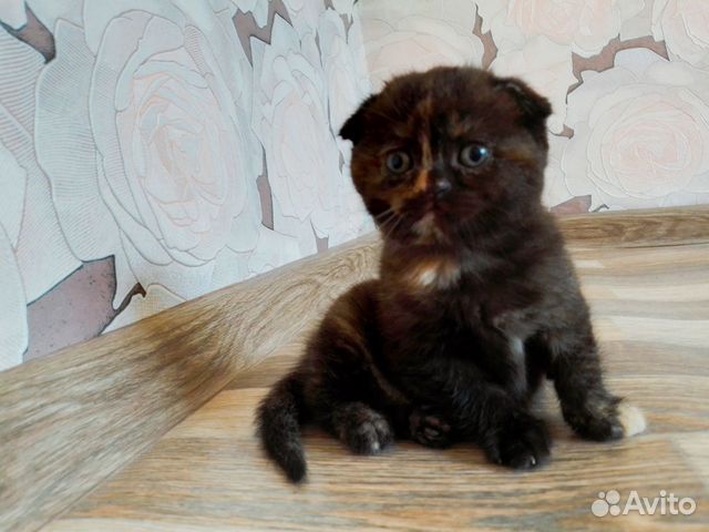 Кошечка скоттиш-фолд