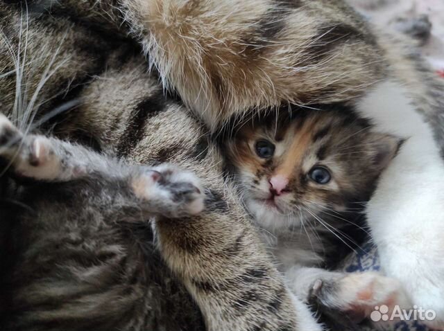 Котëнок