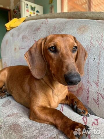 Кроличья такса