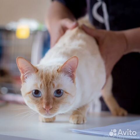 Меконгский бобтейл вязка