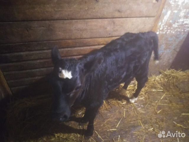 Корова телка