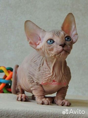 Канадский сфинкс Тигруля