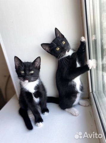 Маркизный котенок ищет дом