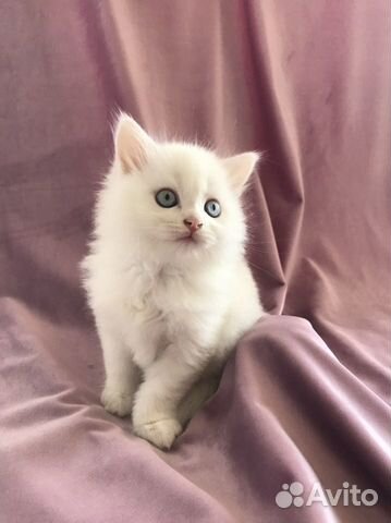 Сибирский котенок с голубыми глазами