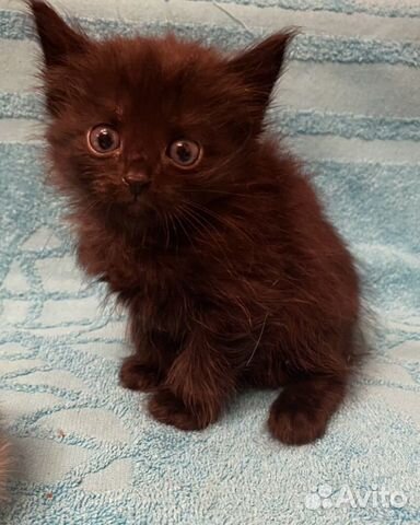 Шотладский длинношерстный хайленд-страйт