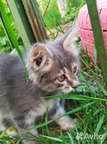 Спасите котенка. Котёнок в дар