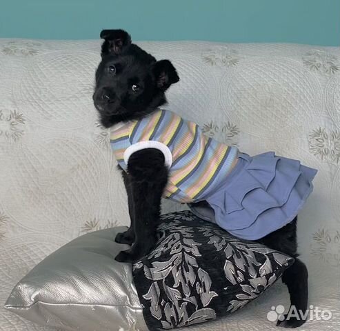 Щенок Любочка в добрые руки