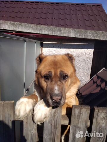 Алабай в добрые руки