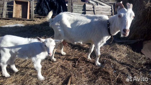 Коза и козочка
