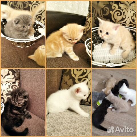 Продаю котят