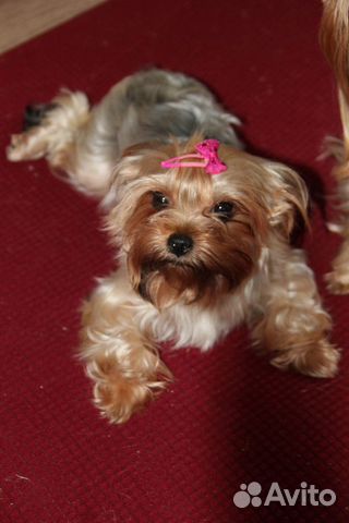 Маленькая куколка Зефирка-инвалид в добрые руки