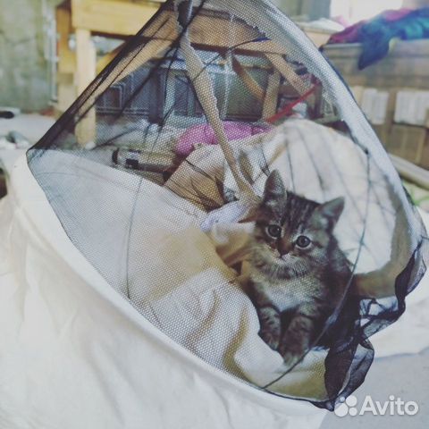 Котенок от супер кошки