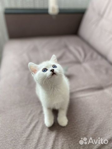 Кошечка скоттиш страйт