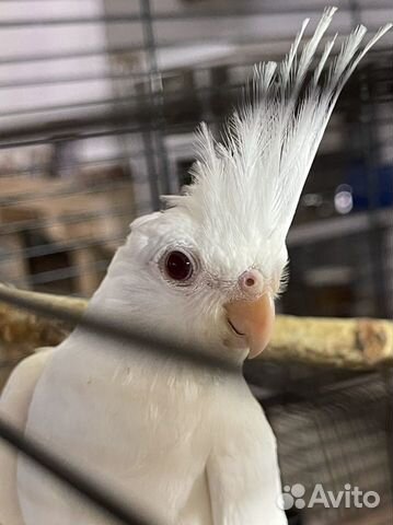 Птенец корелла альбино