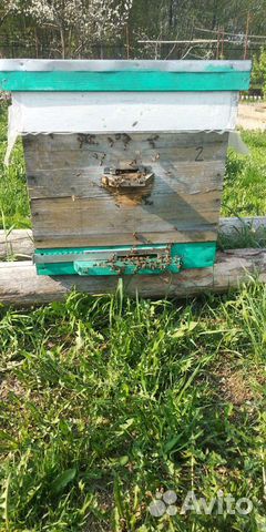 Пчелы и пчелопакеты