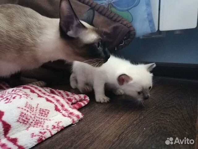 Котёнок тайский бобтейл