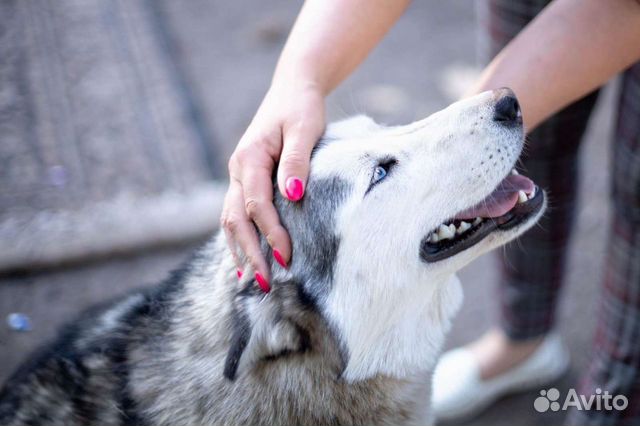 Собака бесплатно