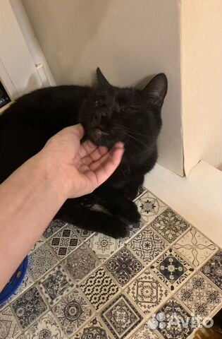 Кошка