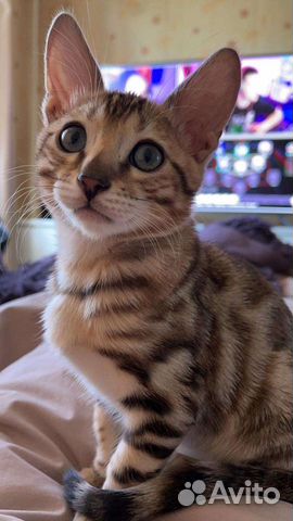 Бенгальские котята