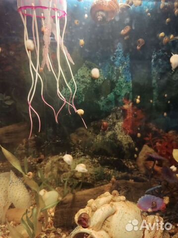 Улитки Ампулярии