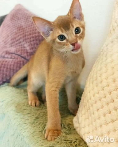 Абиссинский котенок