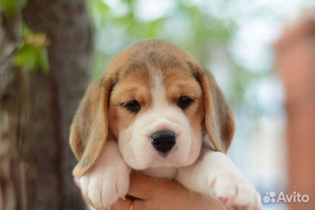 Бигледетки