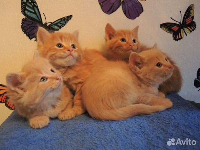 Рыжие котята