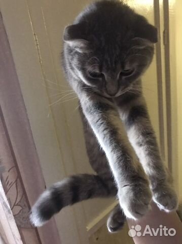 Шотландская вислоухая в добрые оуки