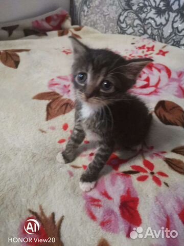 Котенок девочка, 1 месяц