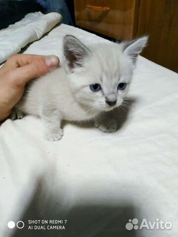 Котёнок сиамский