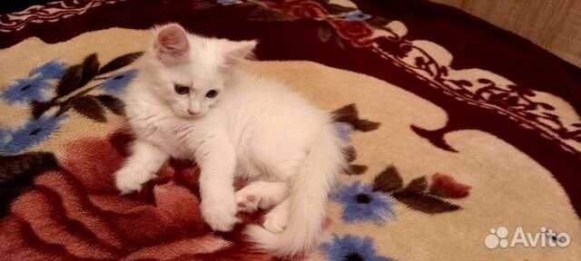Котенок породы мэйн-кун 2 месяца девочка