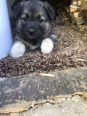 Собака в добрые руки щенок