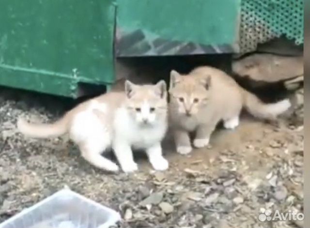Ситуация SOS котята на стройплощадке ищут дом