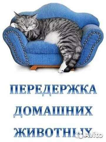 Няня для животных